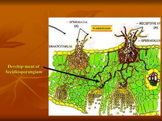 Different stages in the life cycle of Puccinia | PPTX