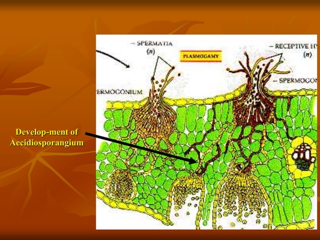 Different stages in the life cycle of Puccinia | PPTX | Gardening ...