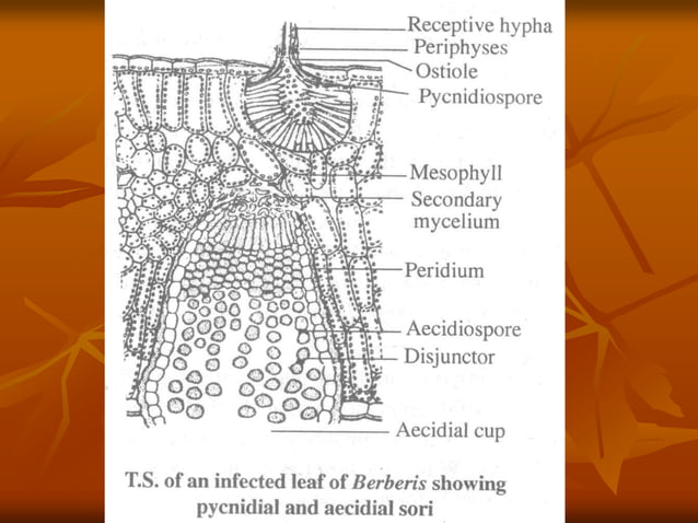 Different stages in the life cycle of Puccinia | PPTX | Gardening ...