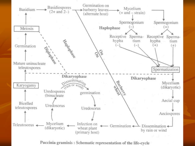Different stages in the life cycle of Puccinia | PPTX | Gardening ...