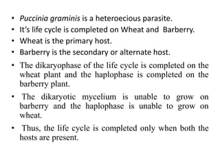 Different stages in the life cycle of Puccinia | PPTX | Gardening ...