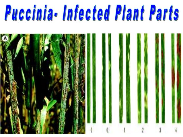 Different stages in the life cycle of Puccinia | PPTX | Gardening ...