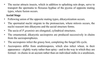 Puccinia-graminis ak.pdf
