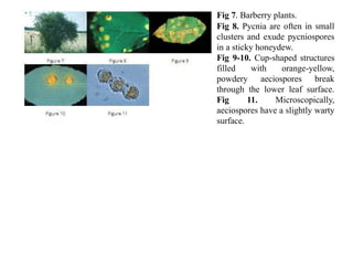Puccinia-graminis ak.pdf