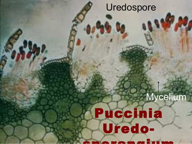 Puccinia fungus