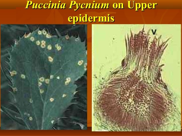 Puccinia fungus