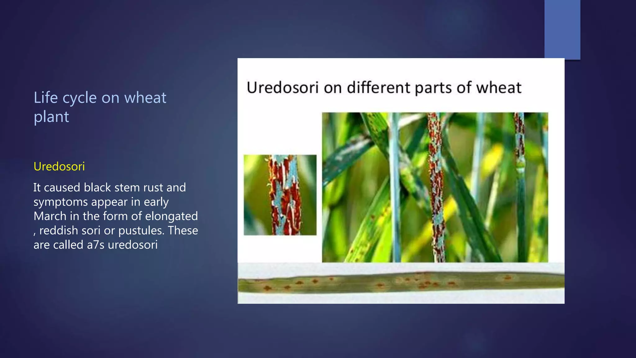 Puccinia graminis | PPTX