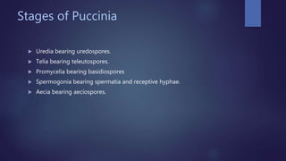 Puccinia graminis | PPTX