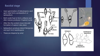 Puccinia graminis | PPTX
