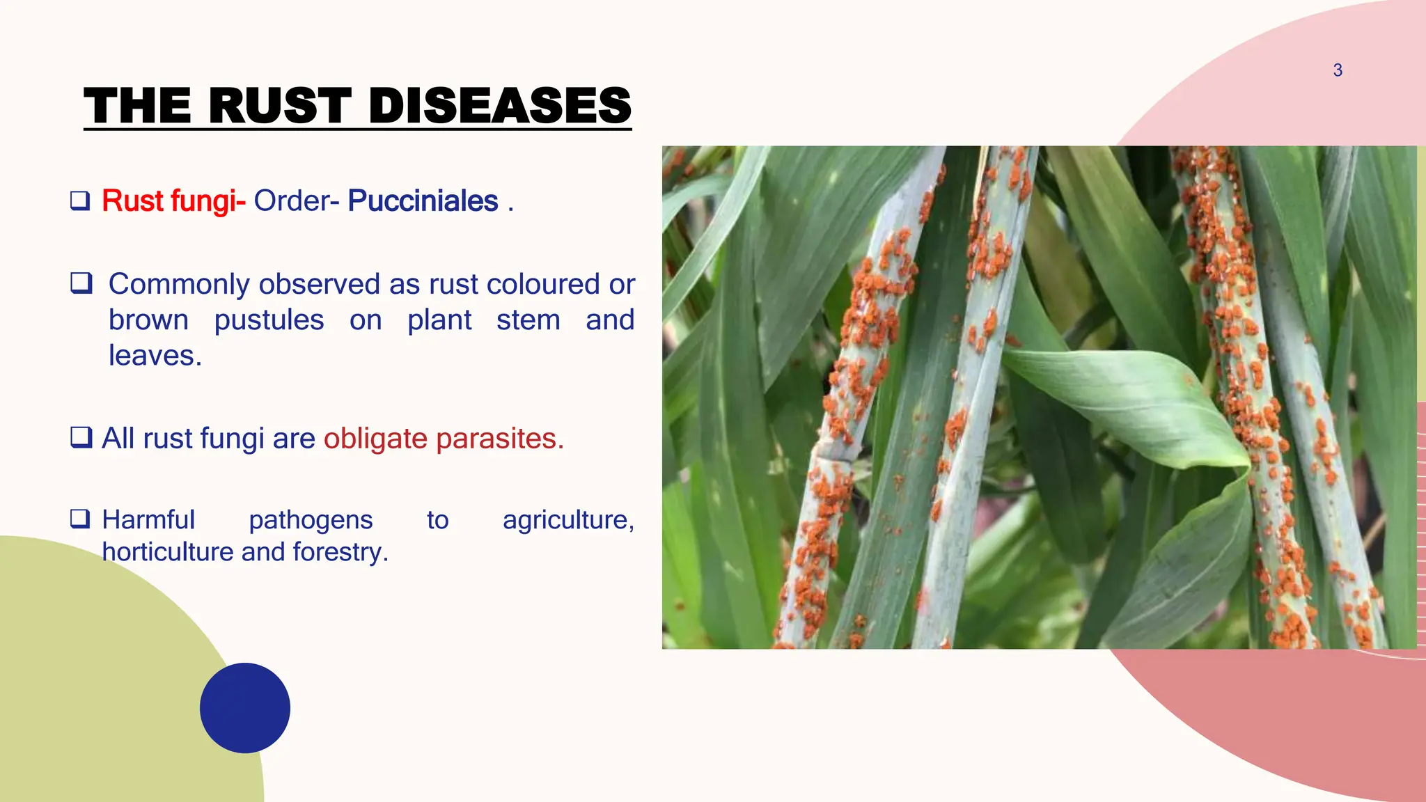 Stem Rust Of Wheat caused by P. graminis | PPTX | Gardening | Home & Garden