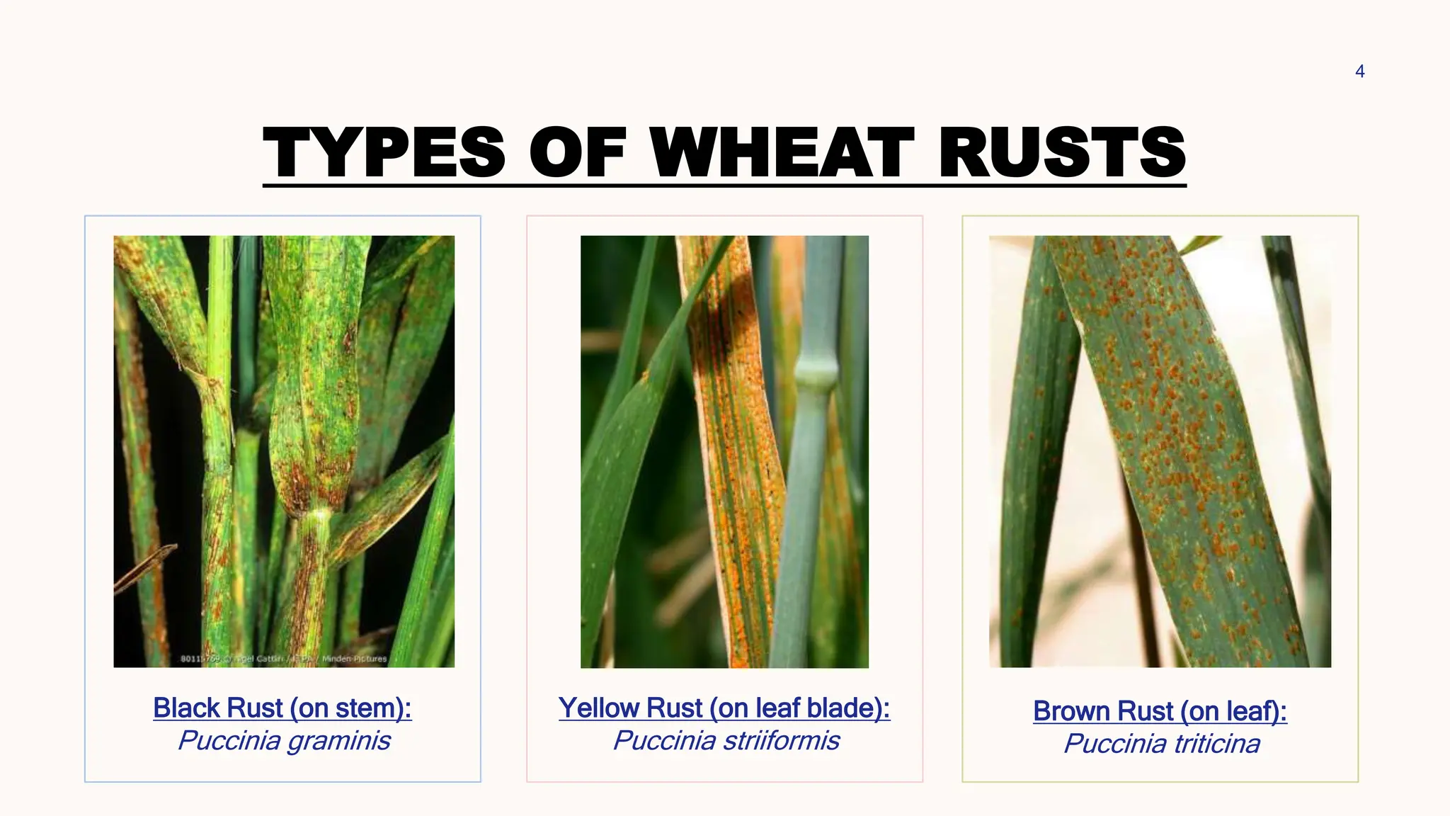 Stem Rust Of Wheat caused by P. graminis | PPTX | Gardening | Home & Garden