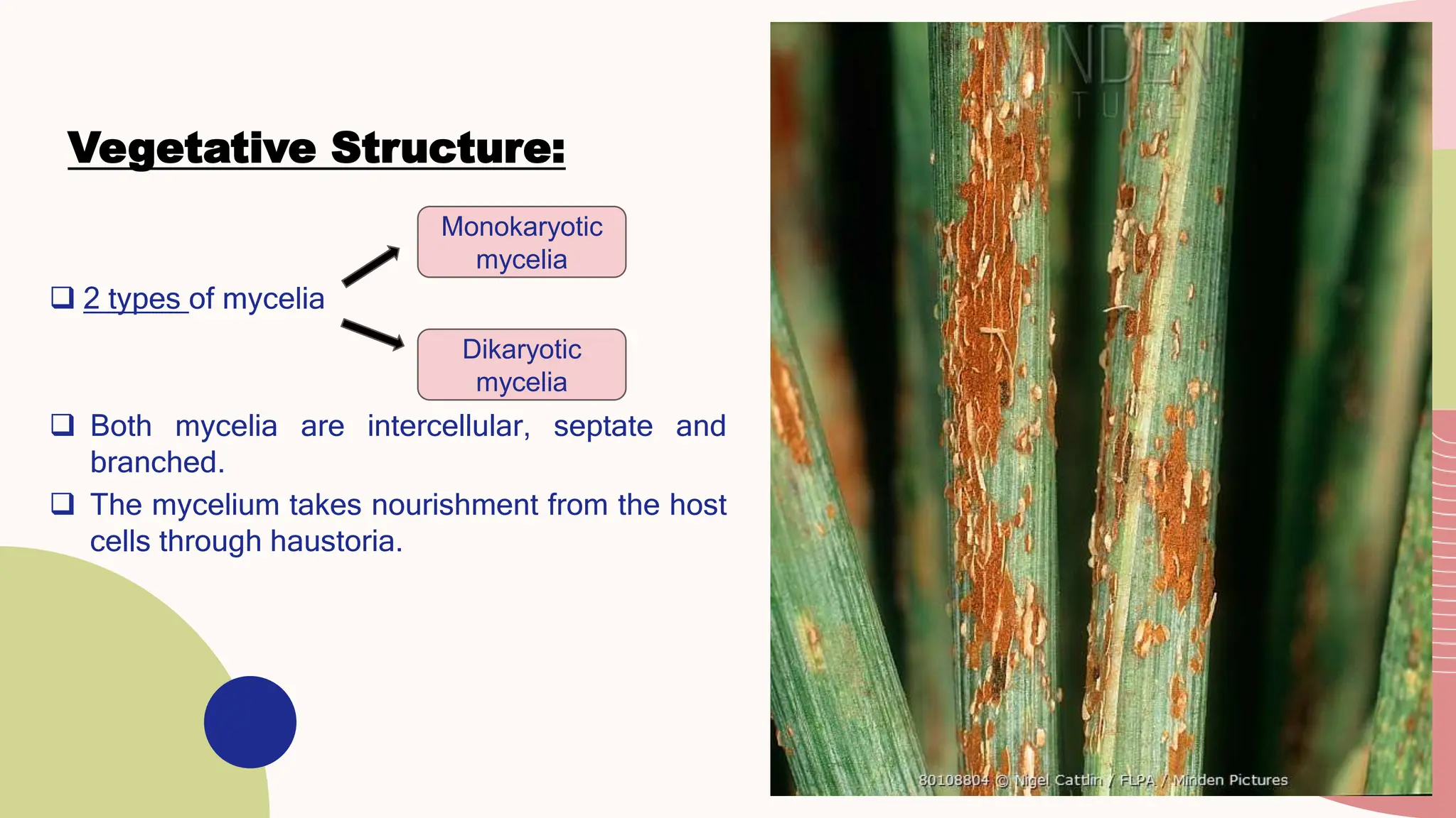 Stem Rust Of Wheat caused by P. graminis | PPTX | Gardening | Home & Garden