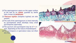 Stem Rust Of Wheat caused by P. graminis | PPTX | Gardening | Home & Garden