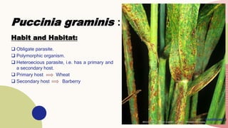 Stem Rust Of Wheat caused by P. graminis | PPTX