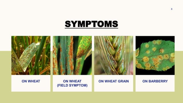 Stem Rust Of Wheat caused by P. graminis | PPTX | Gardening | Home & Garden