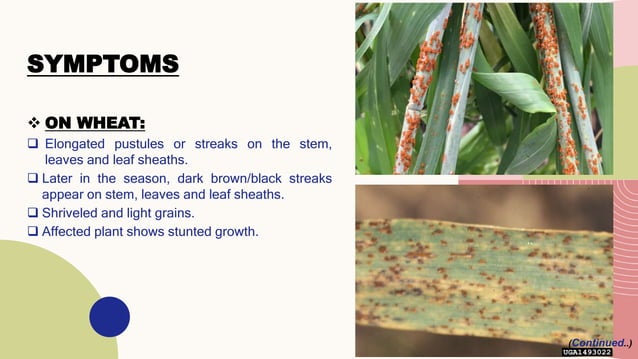 Stem Rust Of Wheat caused by P. graminis | PPTX | Gardening | Home & Garden