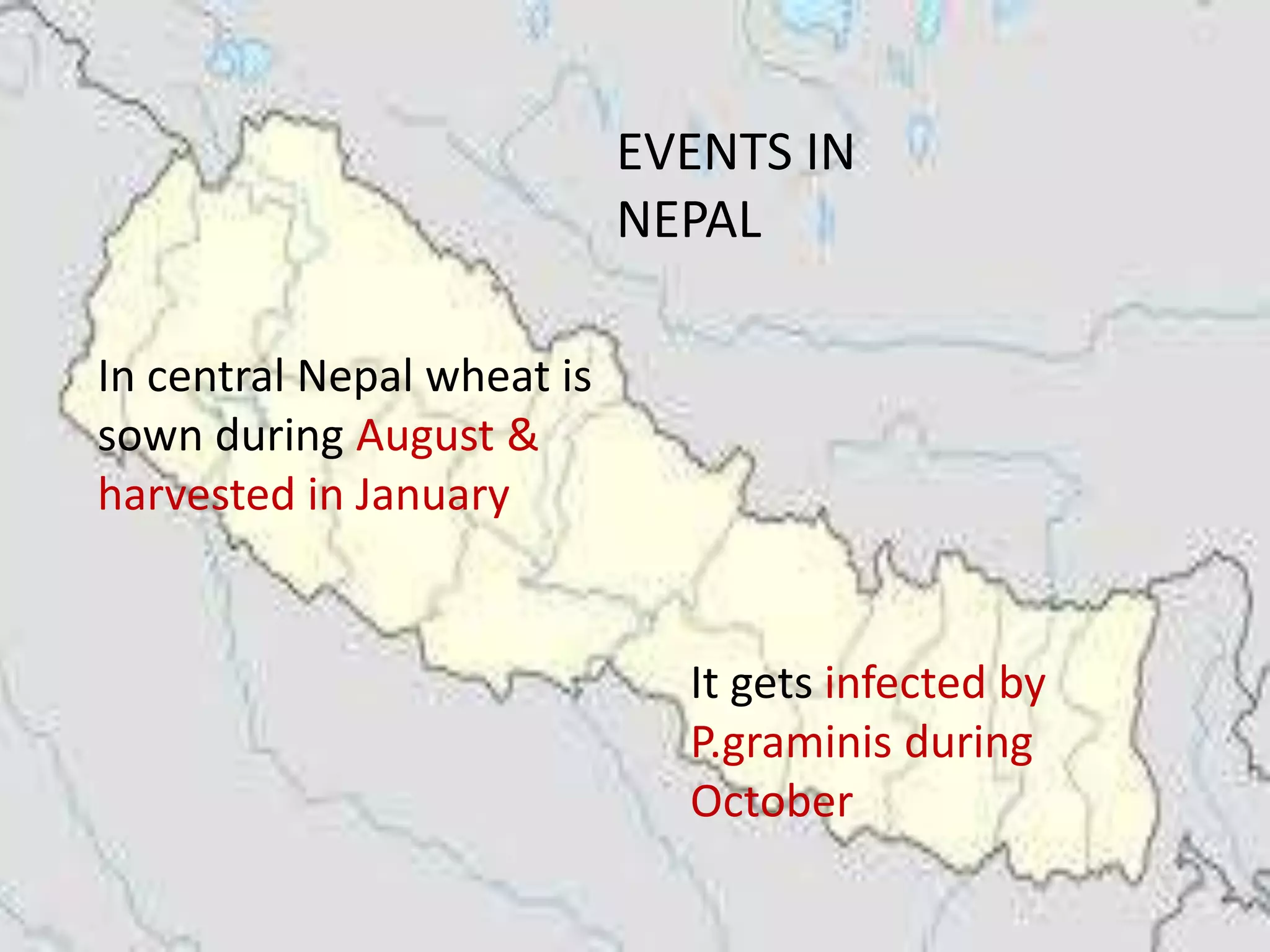 Puccinia pathway | PPTX