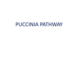 Puccinia pathway | PPTX