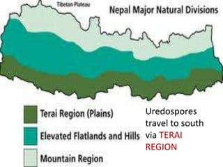Puccinia pathway | PPTX