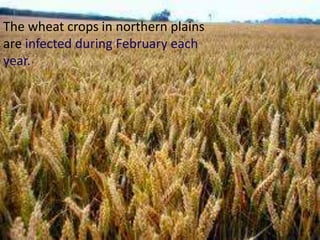 Puccinia pathway | PPTX