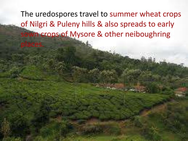 Puccinia pathway | PPTX