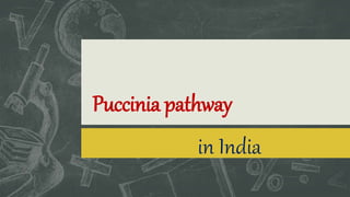 Puccinia pathway | PPTX | Gardening | Home & Garden