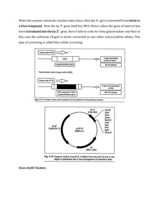P uc vectors | DOCX