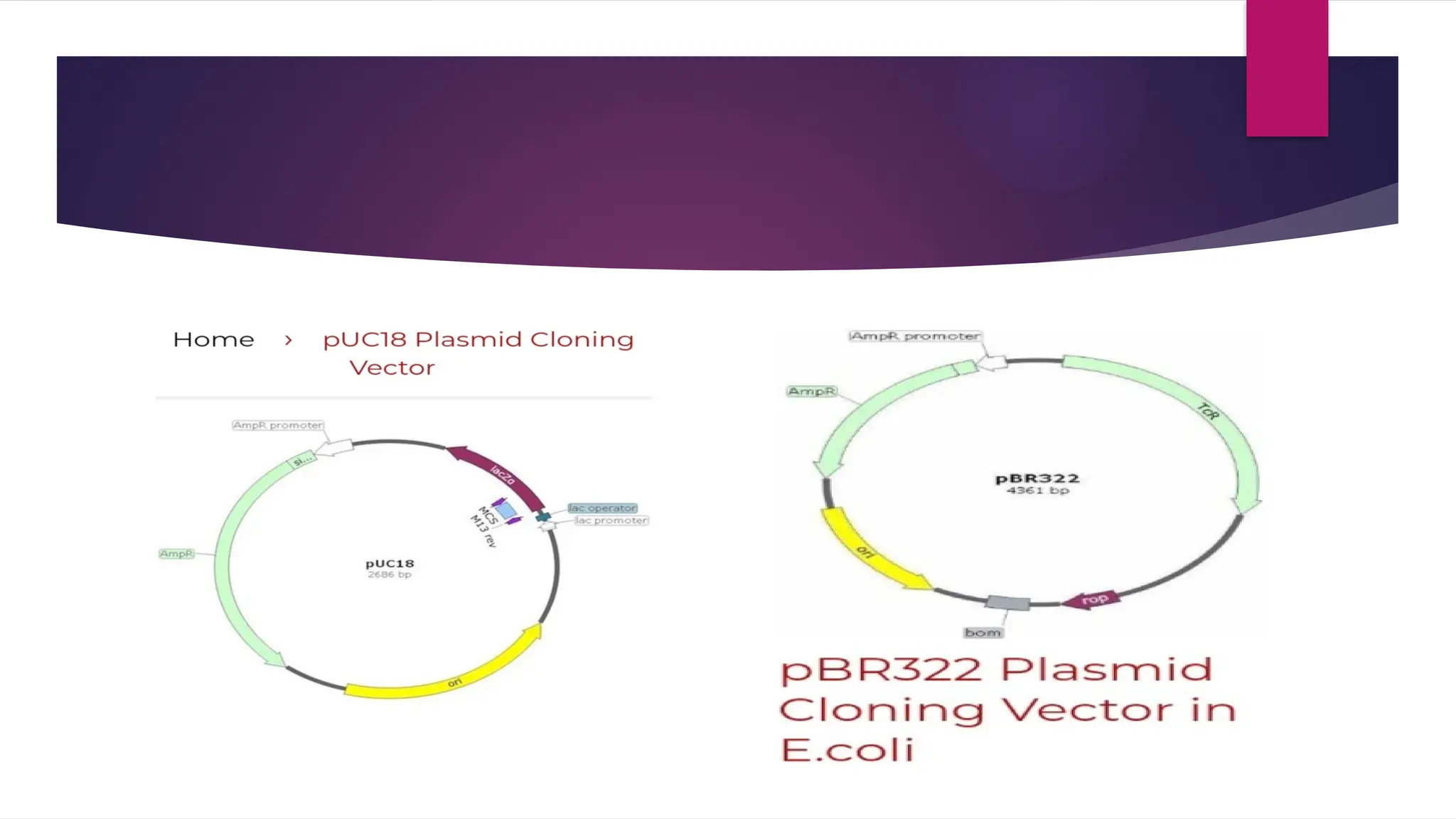 pUC Vectors - pUC 8,18,19 Microbial biotechnology | PPTX | Biological ...