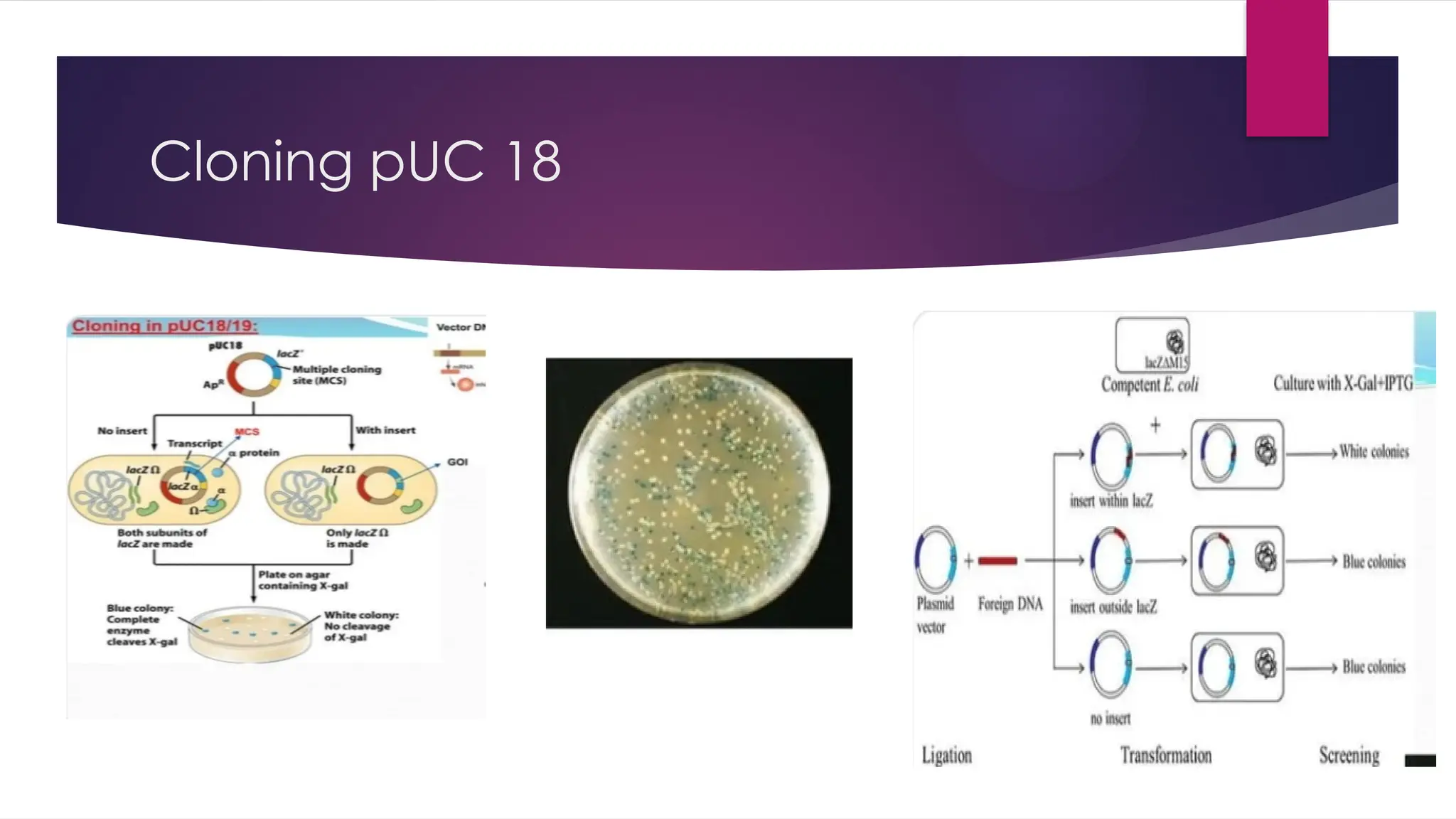 pUC Vectors - pUC 8,18,19 Microbial biotechnology | PPTX | Biological ...