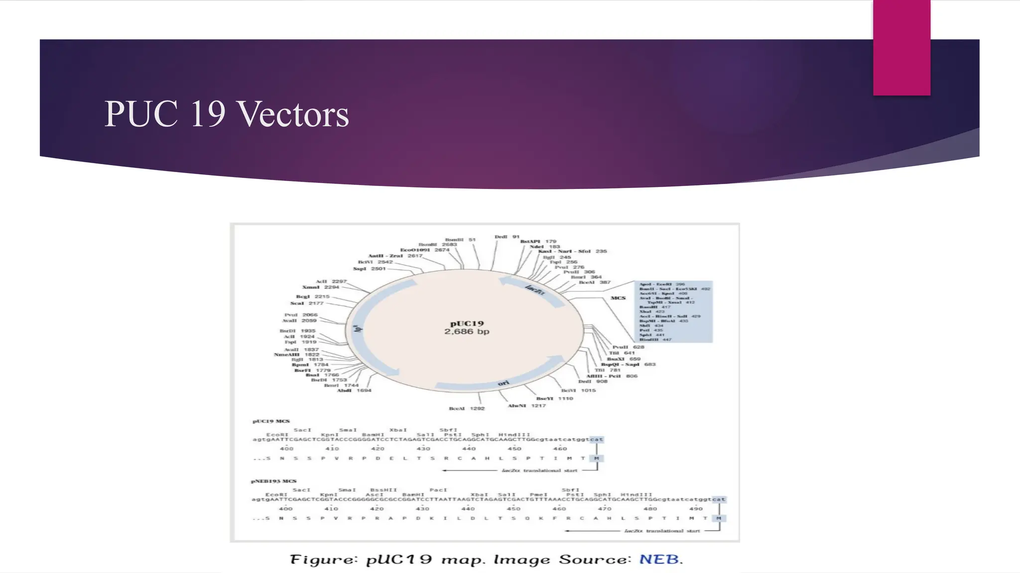 pUC Vectors - pUC 8,18,19 Microbial biotechnology | PPTX