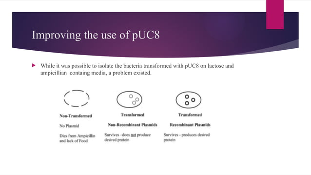 pUC Vectors - pUC 8,18,19 Microbial biotechnology | PPTX | Biological ...