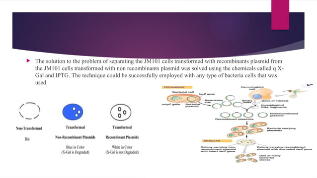 pUC Vectors - pUC 8,18,19 Microbial biotechnology | PPTX | Biological ...