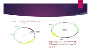 pUC Vectors - pUC 8,18,19 Microbial biotechnology | PPTX | Biological ...