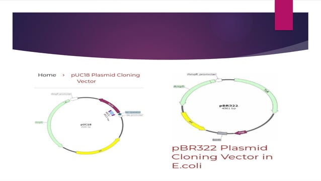 pUC Vectors - pUC 8,18,19 Microbial biotechnology | PPTX | Biological ...