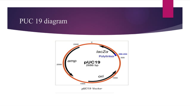 pUC Vectors - pUC 8,18,19 Microbial biotechnology | PPTX | Biological ...