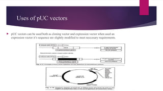 pUC Vectors - pUC 8,18,19 Microbial biotechnology | PPTX