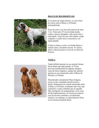 Pudelpointer | PDF