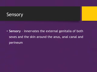 Pudendal nerve palsy - causes, symptoms & management | PPTX