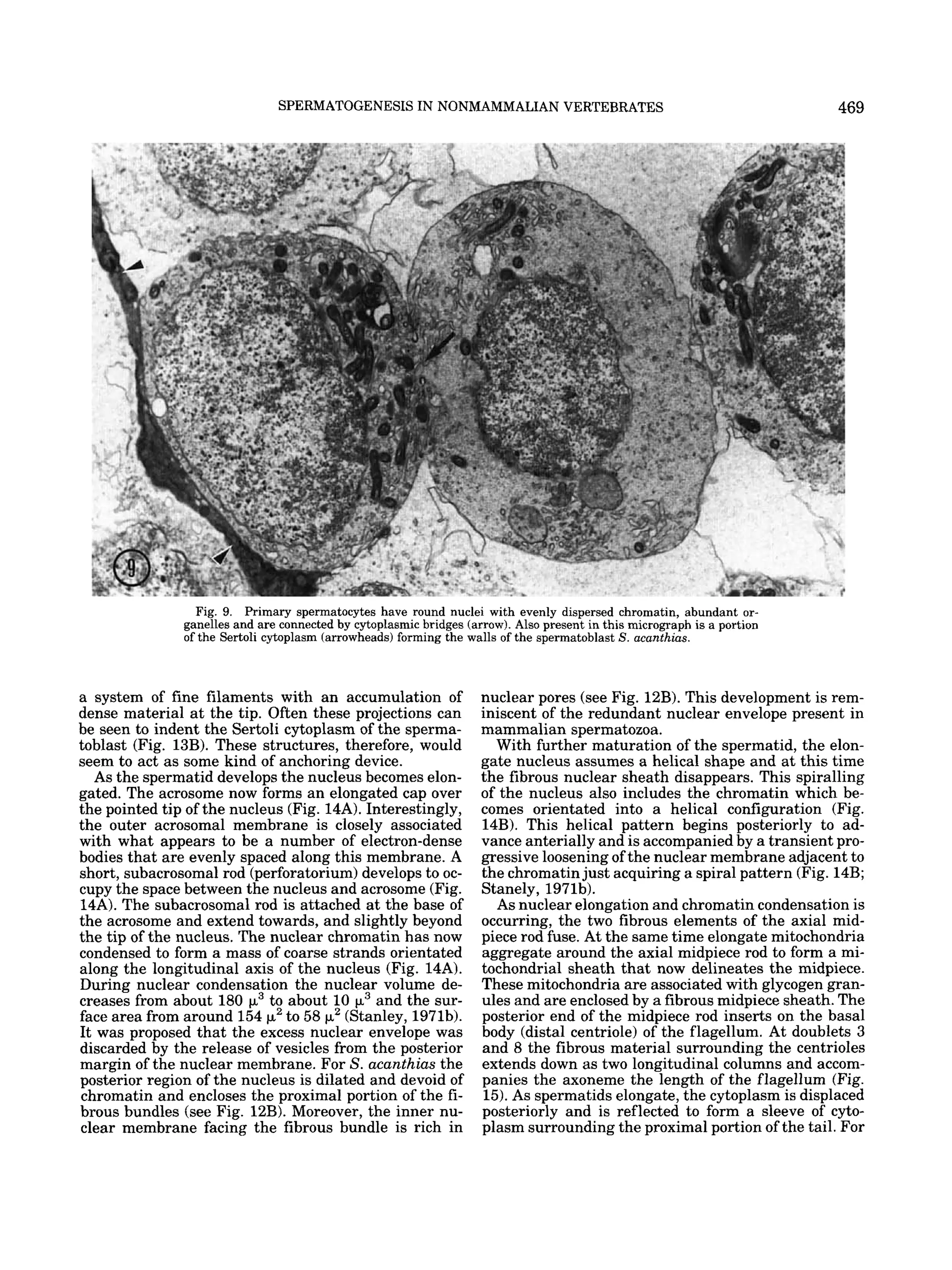 Spermatogenesis in Nonmammalian Vertebrates | PDF