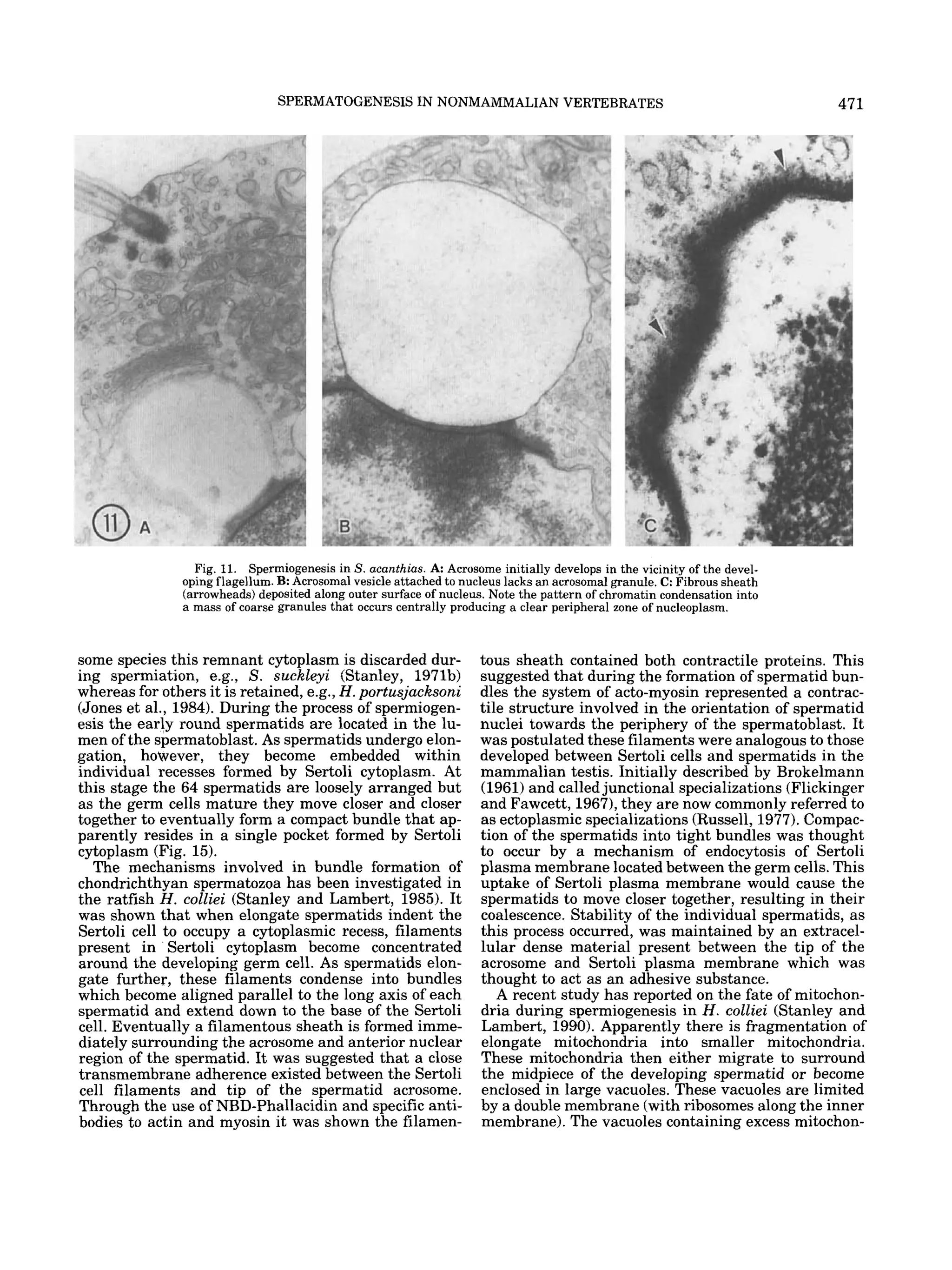 Spermatogenesis in Nonmammalian Vertebrates | PDF