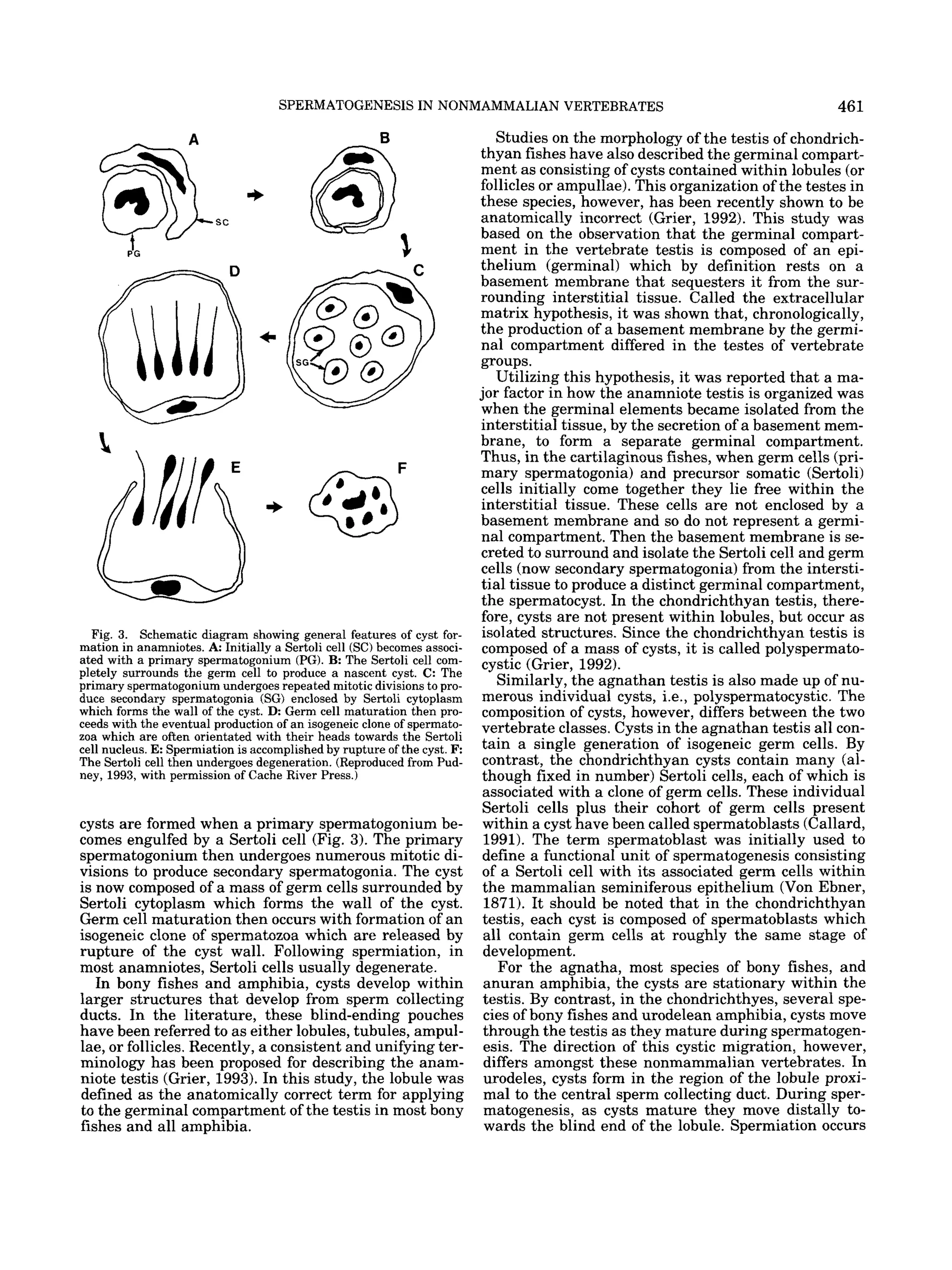 Spermatogenesis in Nonmammalian Vertebrates | PDF