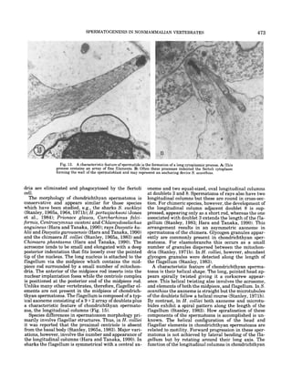 Spermatogenesis in Nonmammalian Vertebrates | PDF