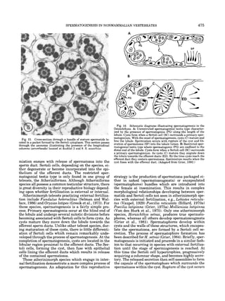 Spermatogenesis in Nonmammalian Vertebrates | PDF | Infertility ...
