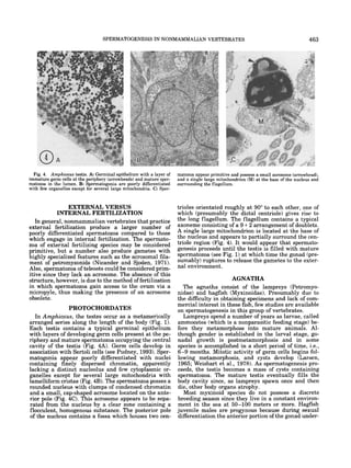 Spermatogenesis in Nonmammalian Vertebrates | PDF