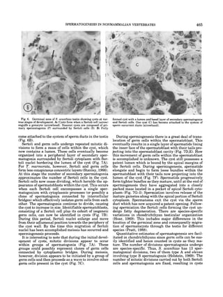Spermatogenesis in Nonmammalian Vertebrates | PDF | Infertility ...