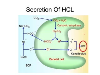 peptic ulcer disease | PPT