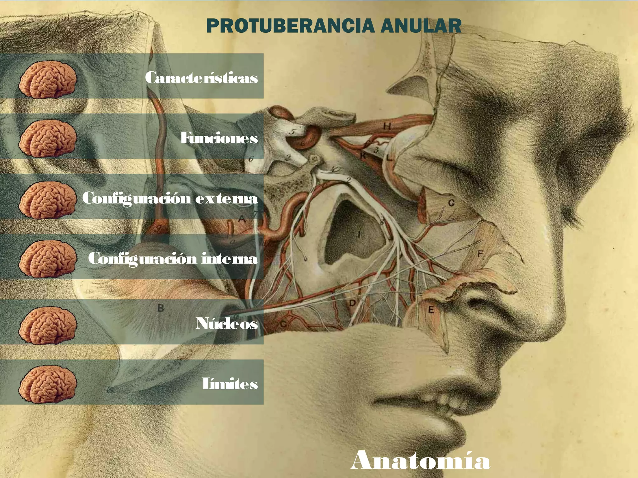 Anatomía Del Puente De Varolio Sistema Nervioso Central Wikipedia,