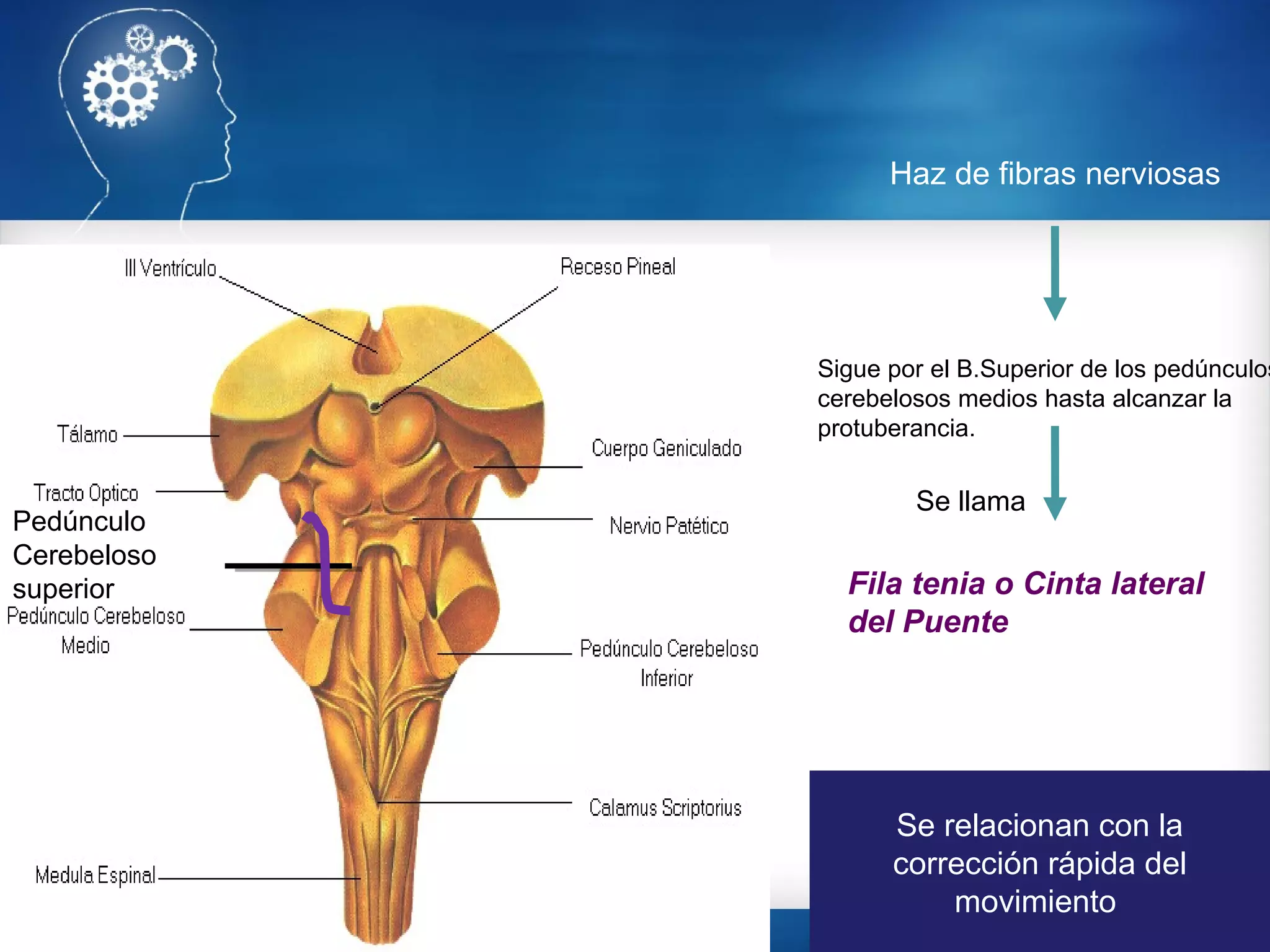 Anatomía Del Puente De Varolio Sistema Nervioso Central Wikipedia,