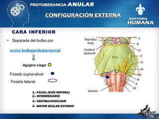 Puente tronco-encefálico, puente de Varolio o protuberancia anular | PPT