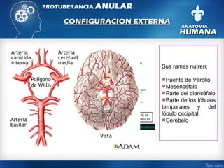 Puente tronco-encefálico, puente de Varolio o protuberancia anular | PPT